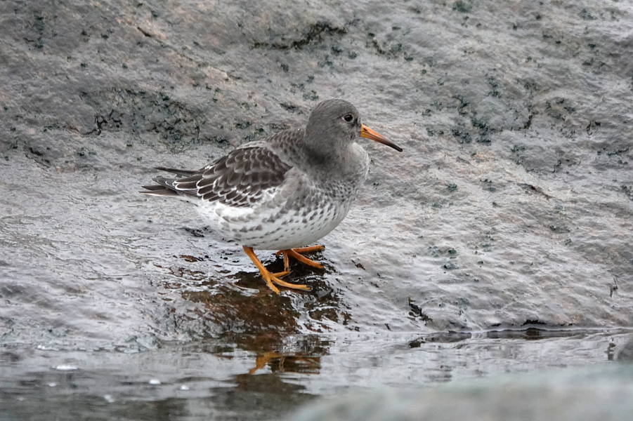 Aatonaaton saarikierros, Luvia, Eurajoki, 23.12.2019